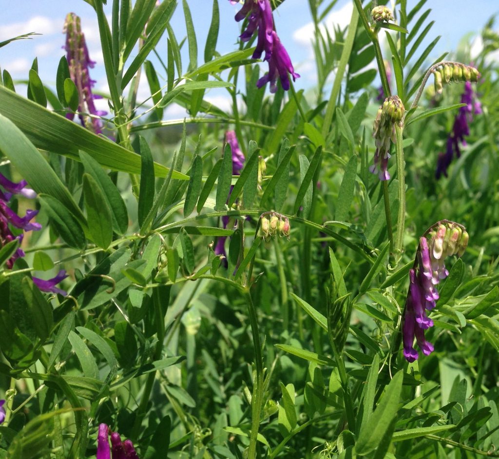 Grazing Cover Crops: You Can Have Your Cover Crop And Eat It Too ...