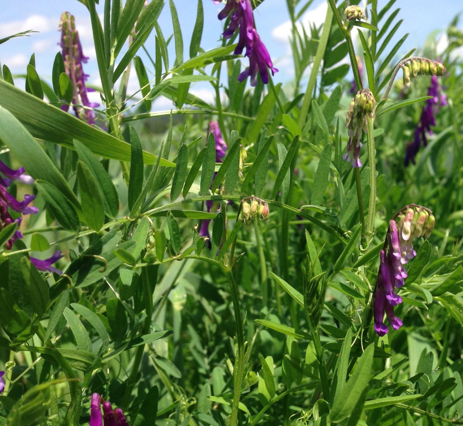 Grazing Cover Crops: You Can Have Your Cover Crop And Eat It Too ...