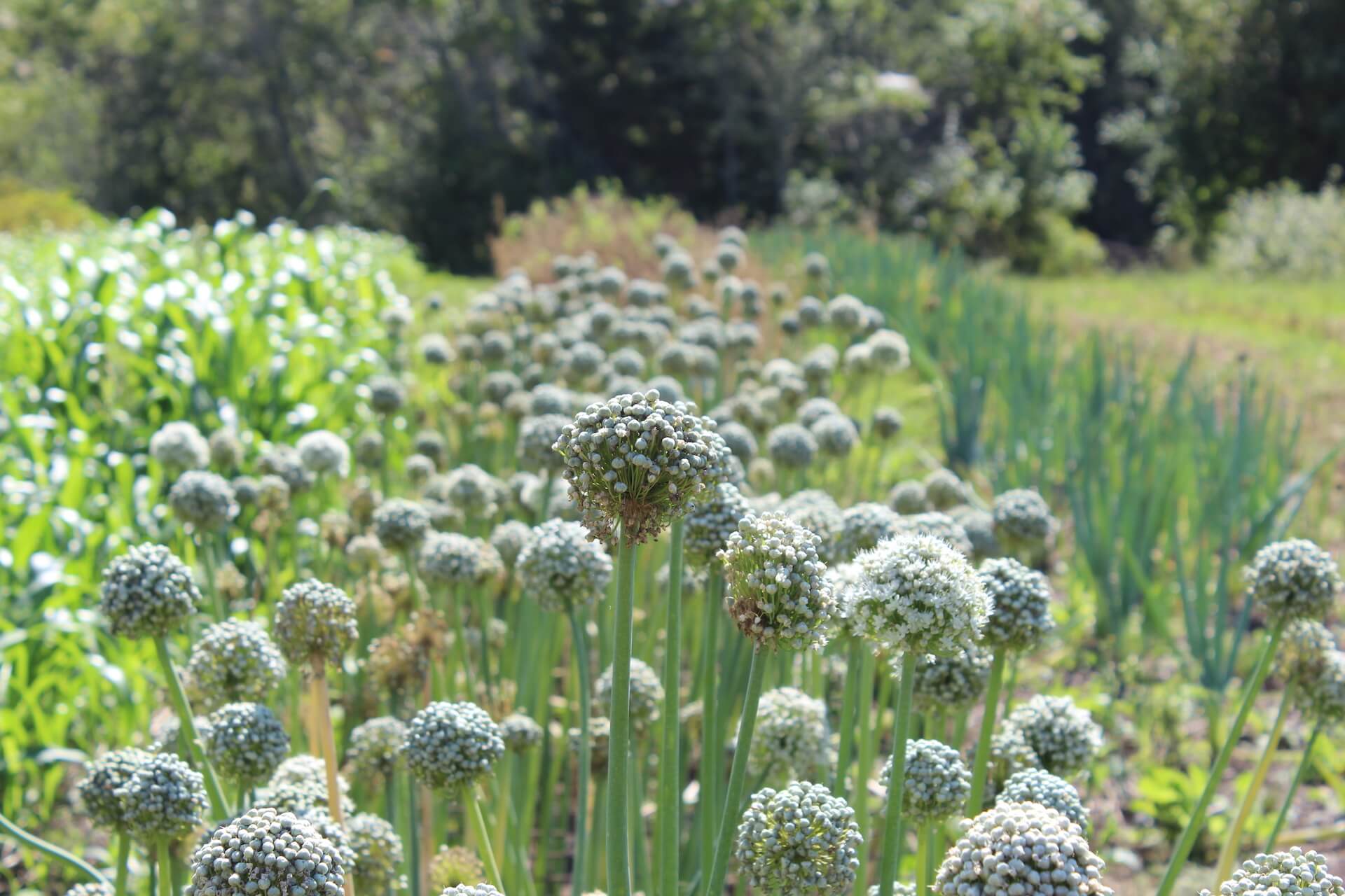 Behind The Scenes Of The Organic Science Clusters - Organic Federation ...