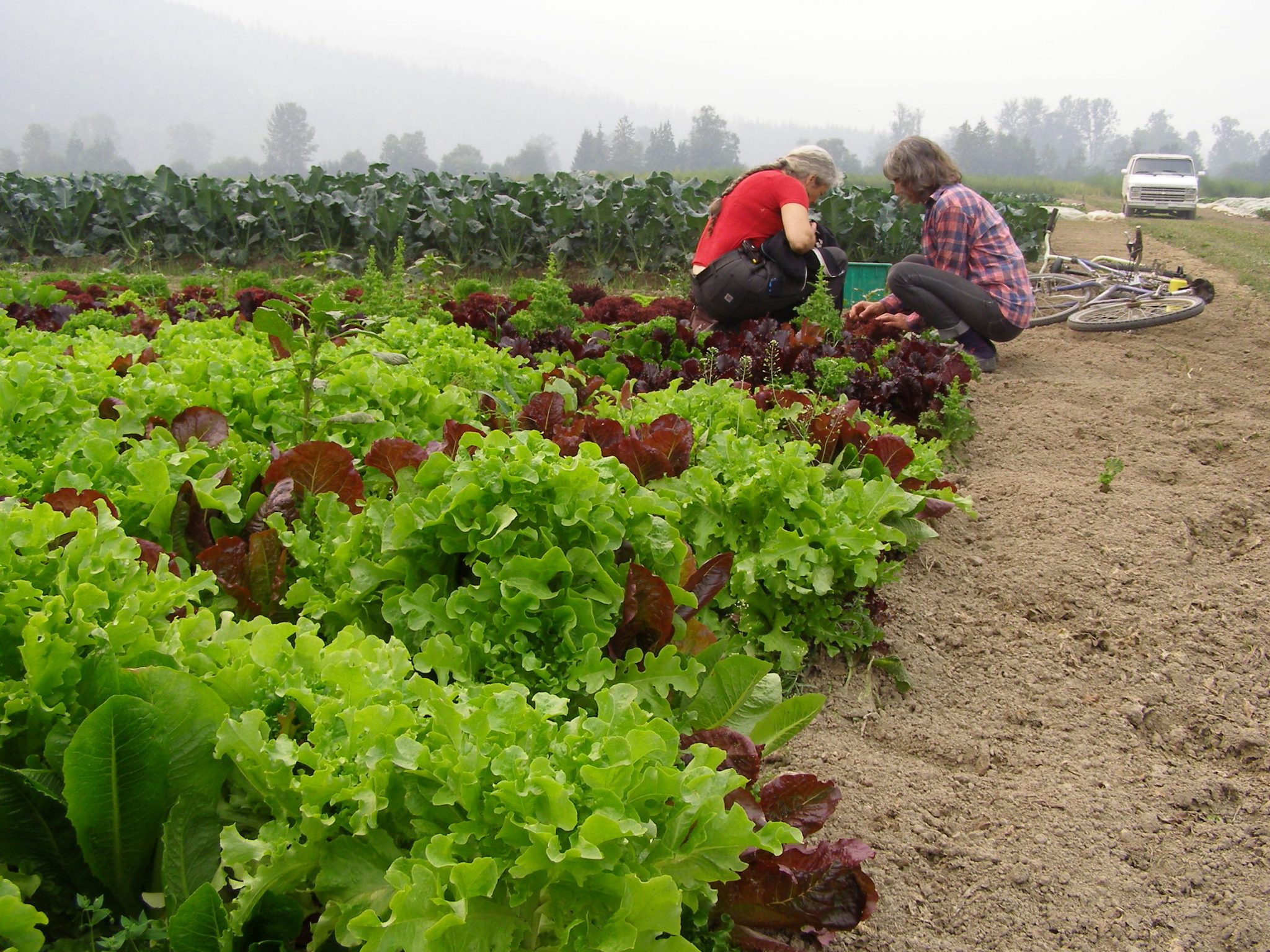 Organic Federation of Canada