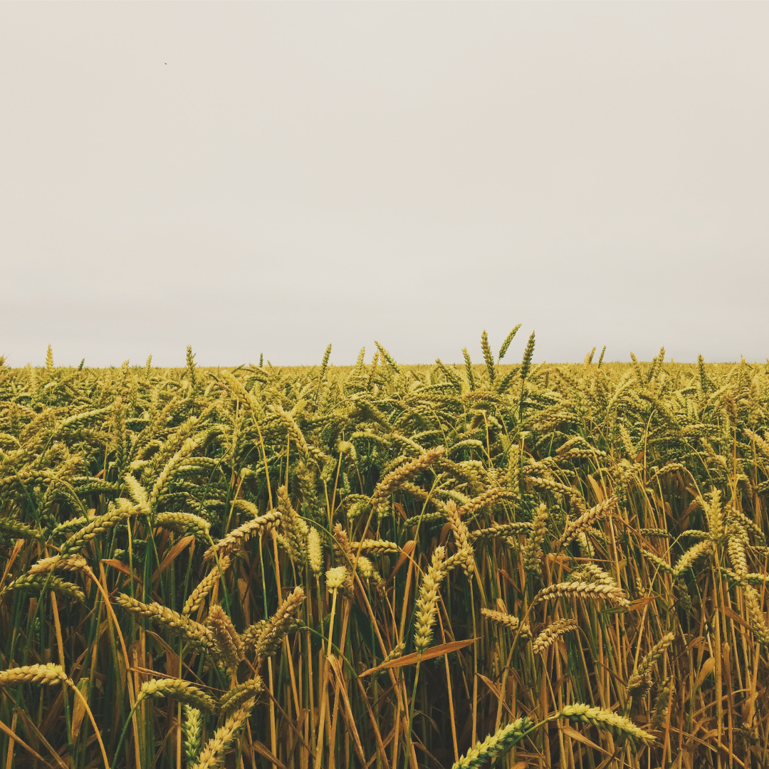 Organic Federation of Canada